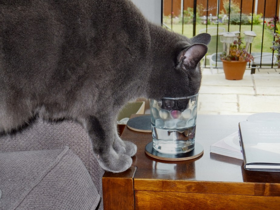 cat – MumblingNerd's Mumbling Blog